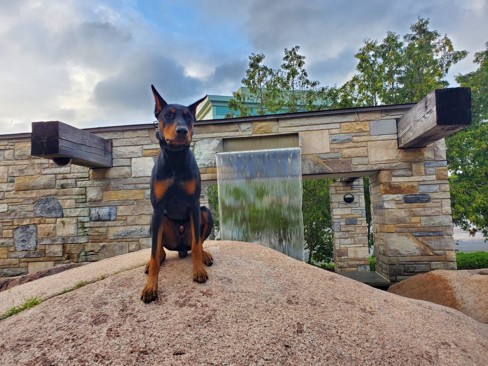 Doberman Personality Guide | DoberMerch Designs